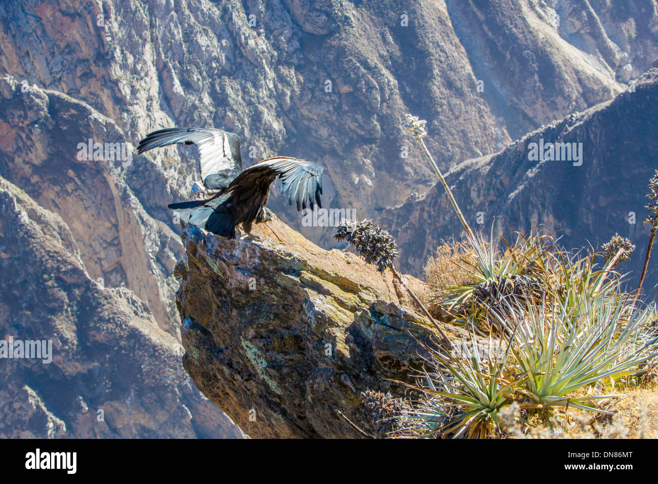 Condor colca canyon sitting hi-res stock photography and images - Alamy