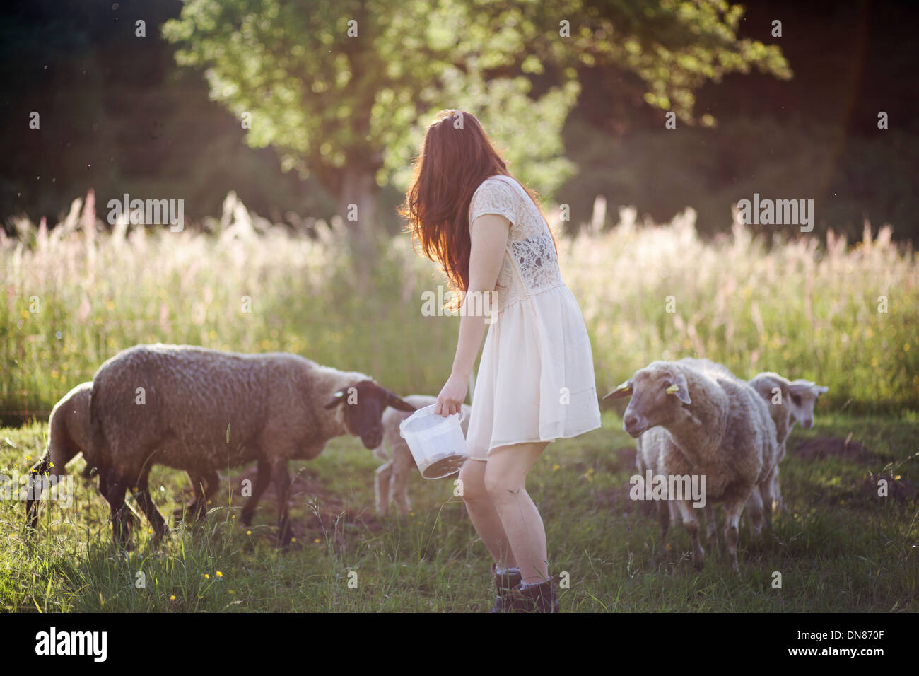 Woman feeding sheep hi-res stock photography and images - Alamy