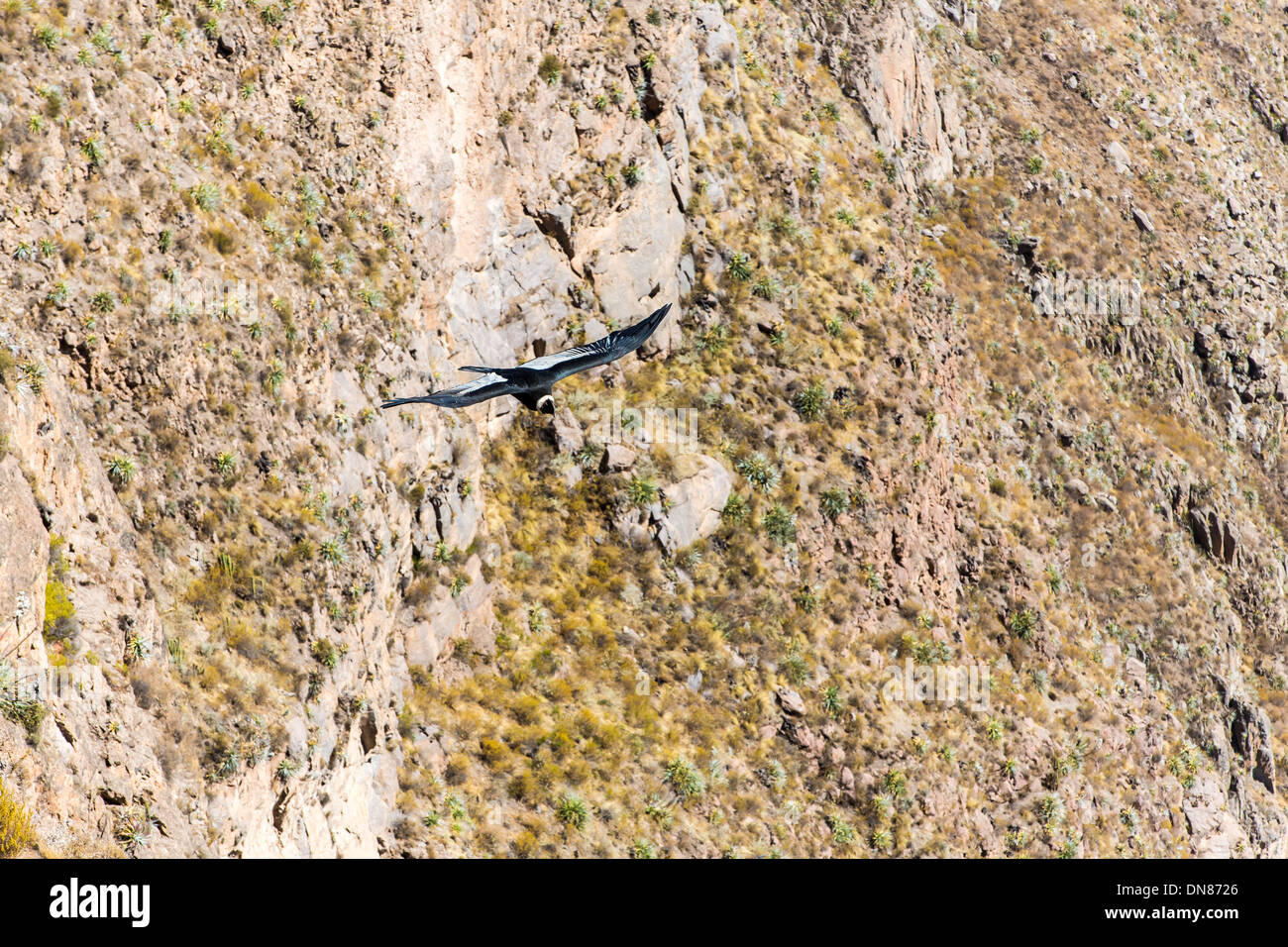 Flying condor over Colca canyon,Peru,South America. This is a condor ...