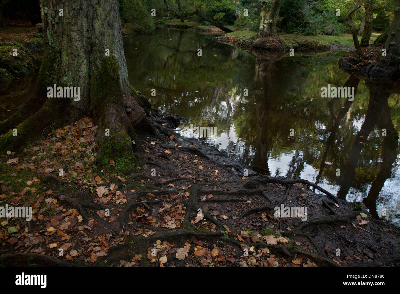 New forest pond hi-res stock photography and images - Alamy