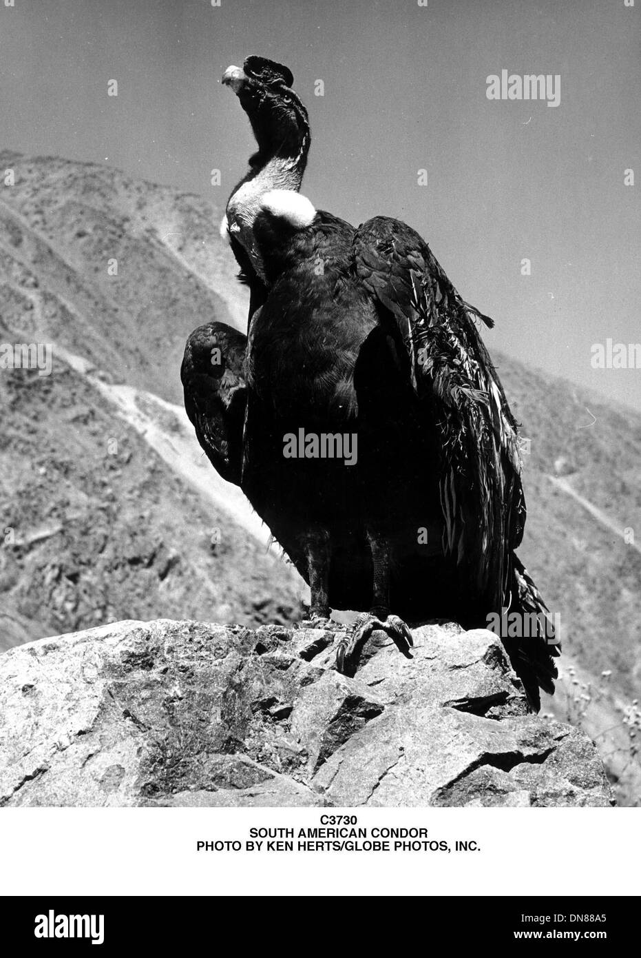 South american condor Black and White Stock Photos & Images - Alamy