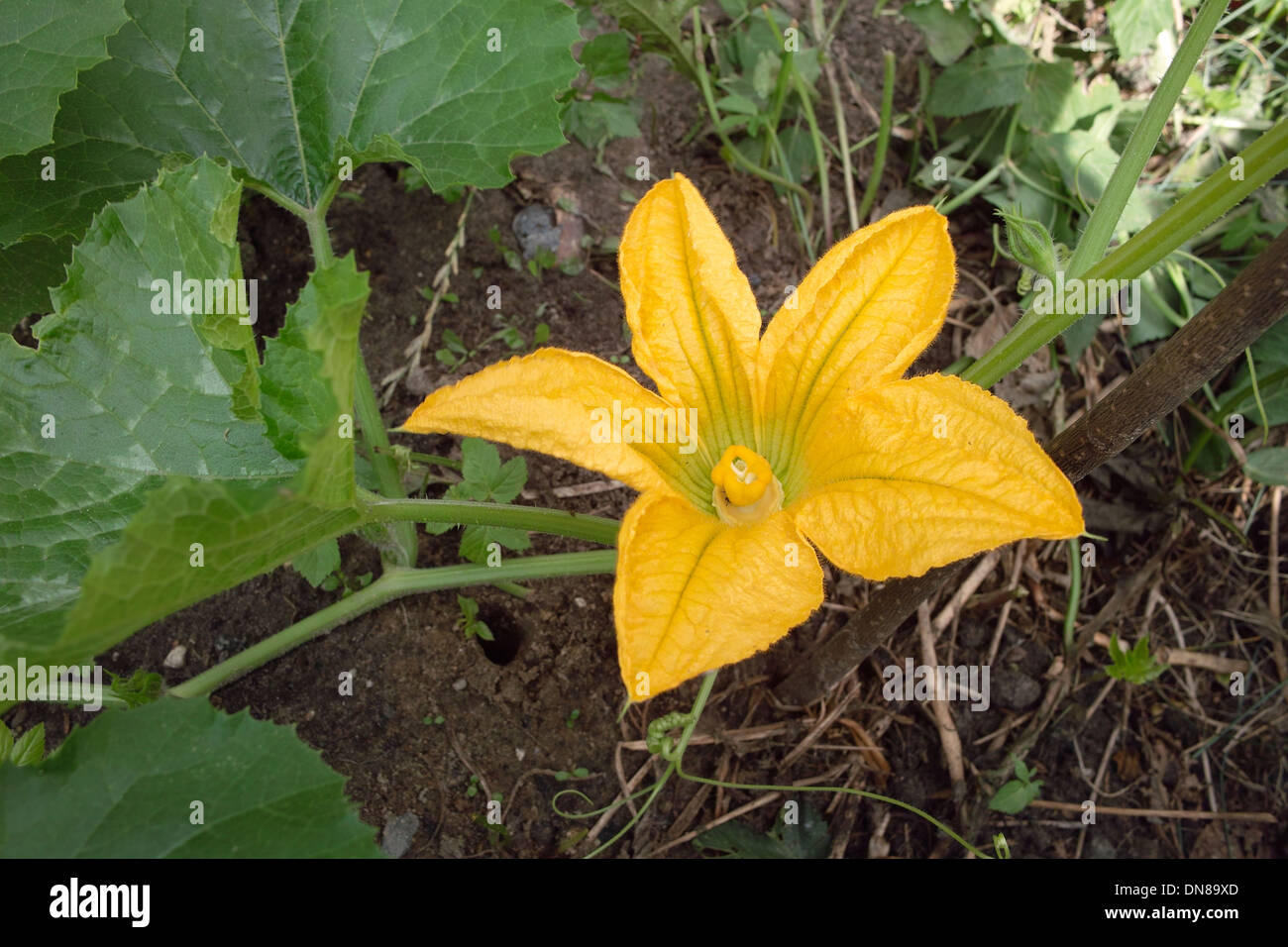 Developed arrangement hi-res stock photography and images - Alamy