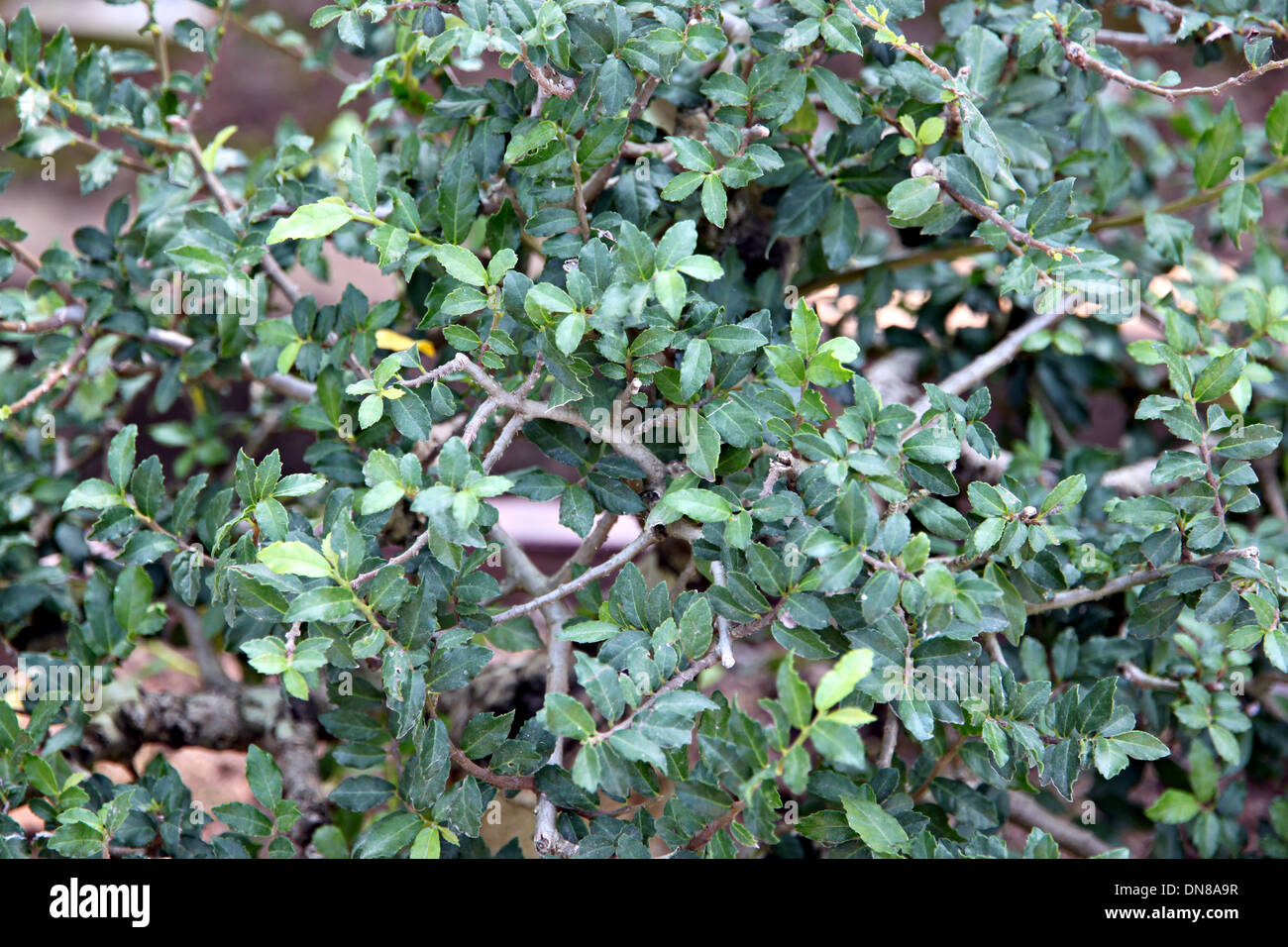 Trees branches leaves in hi-res stock photography and images - Alamy