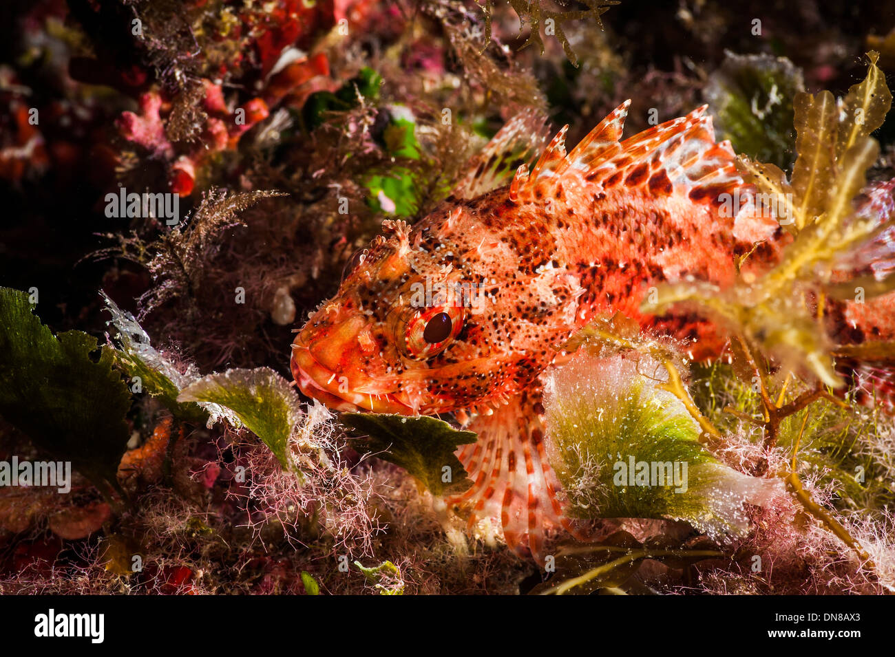 Scorpion fish on a coral reef Stock Photo - Alamy