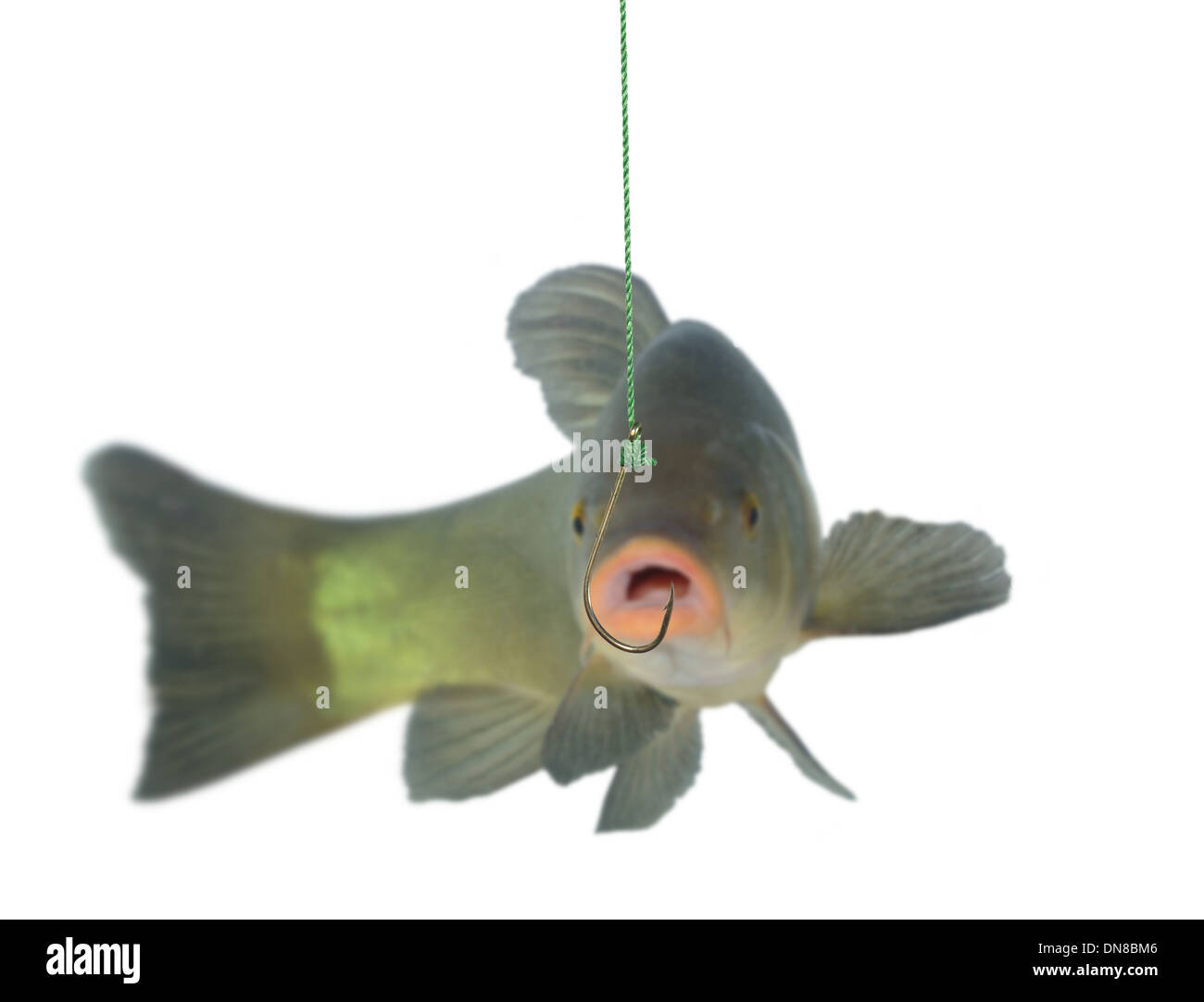 flowing tench and empty hook on white background Stock Photo - Alamy