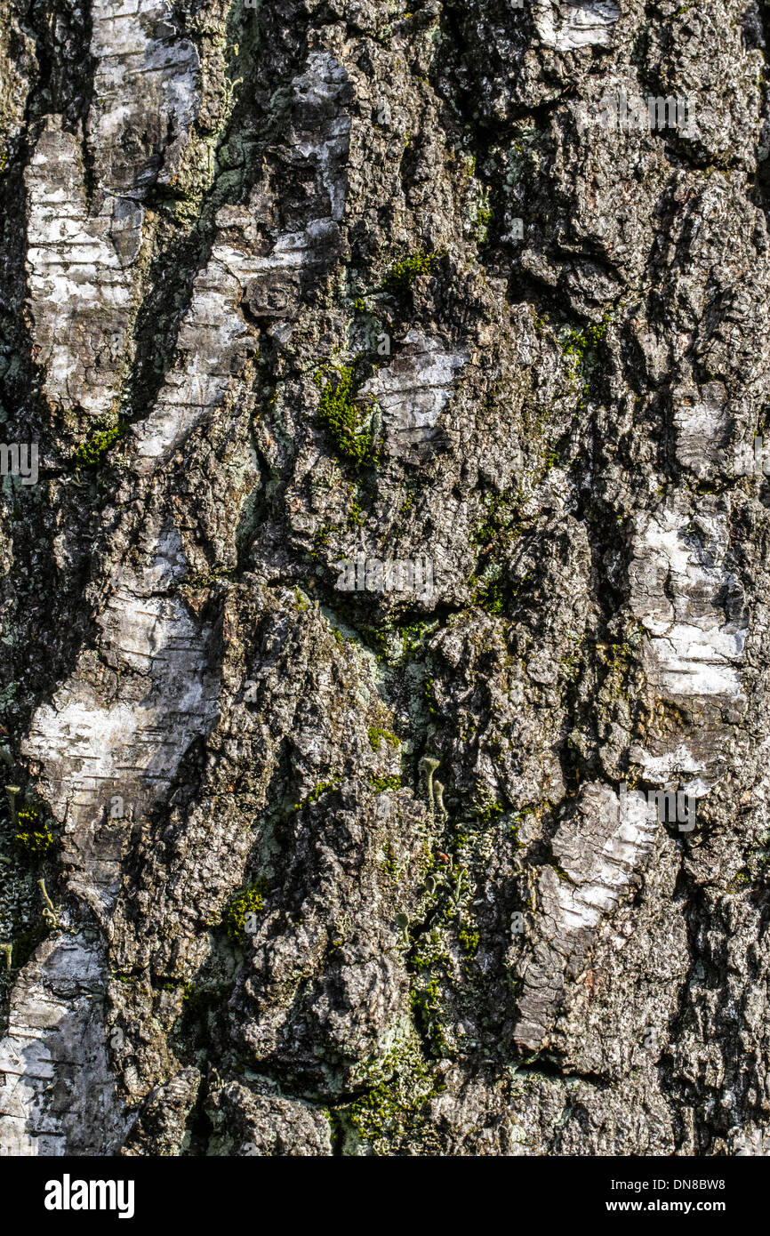 closeup of old bark background Stock Photo - Alamy