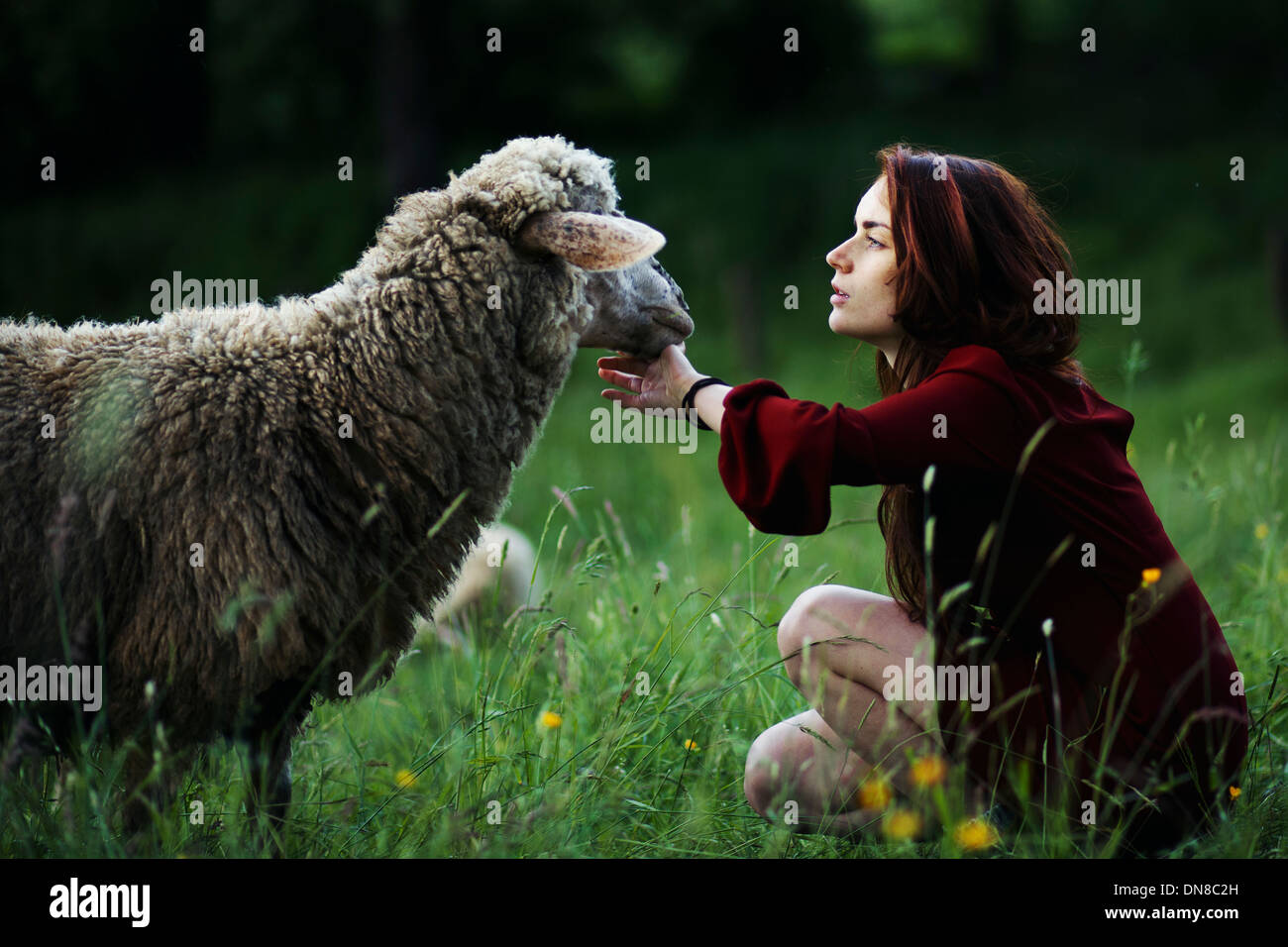 Young woman with sheep on a meadow Stock Photo - Alamy