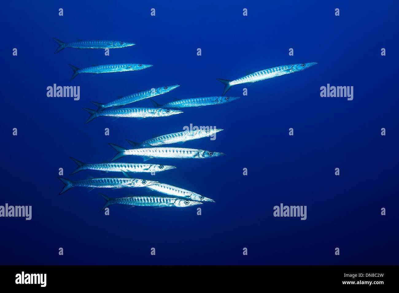 A school of barracuda Stock Photo - Alamy