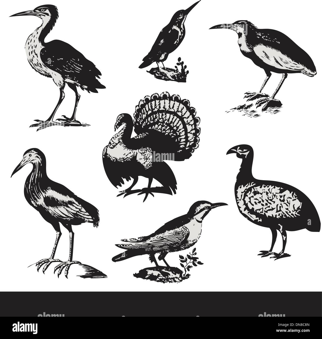 Vintage woodpecker Stock Vector Images - Alamy