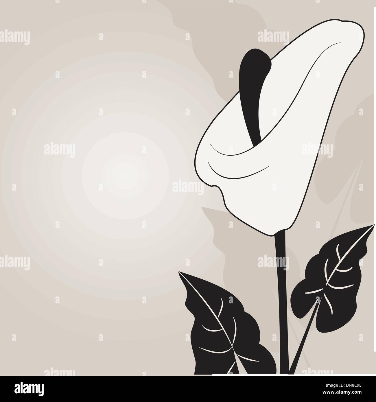 Vector illustration of calla lilies Stock Vector Image & Art - Alamy