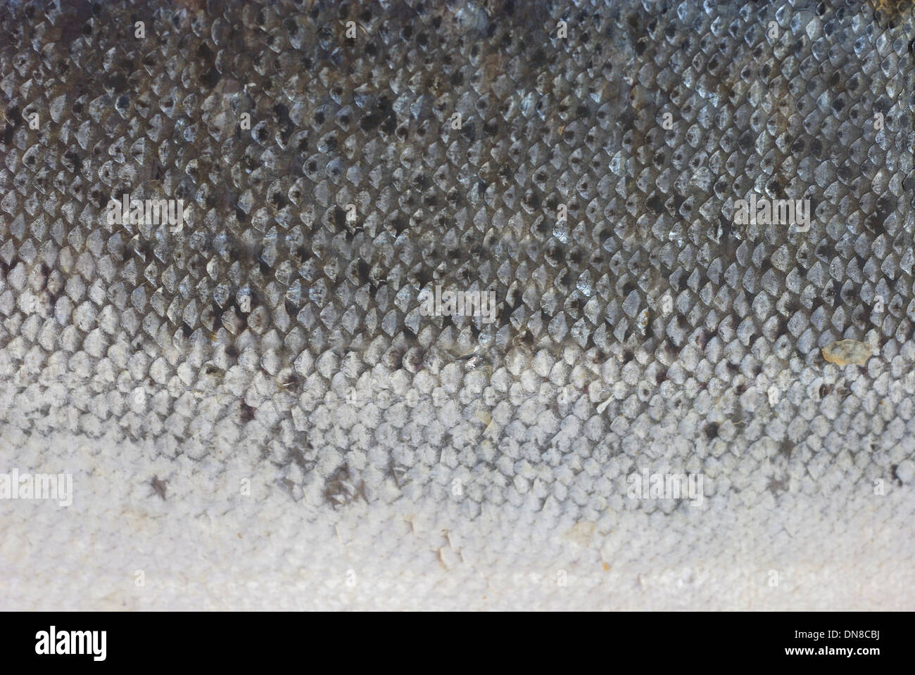 Fish tail fresh hi-res stock photography and images - Alamy
