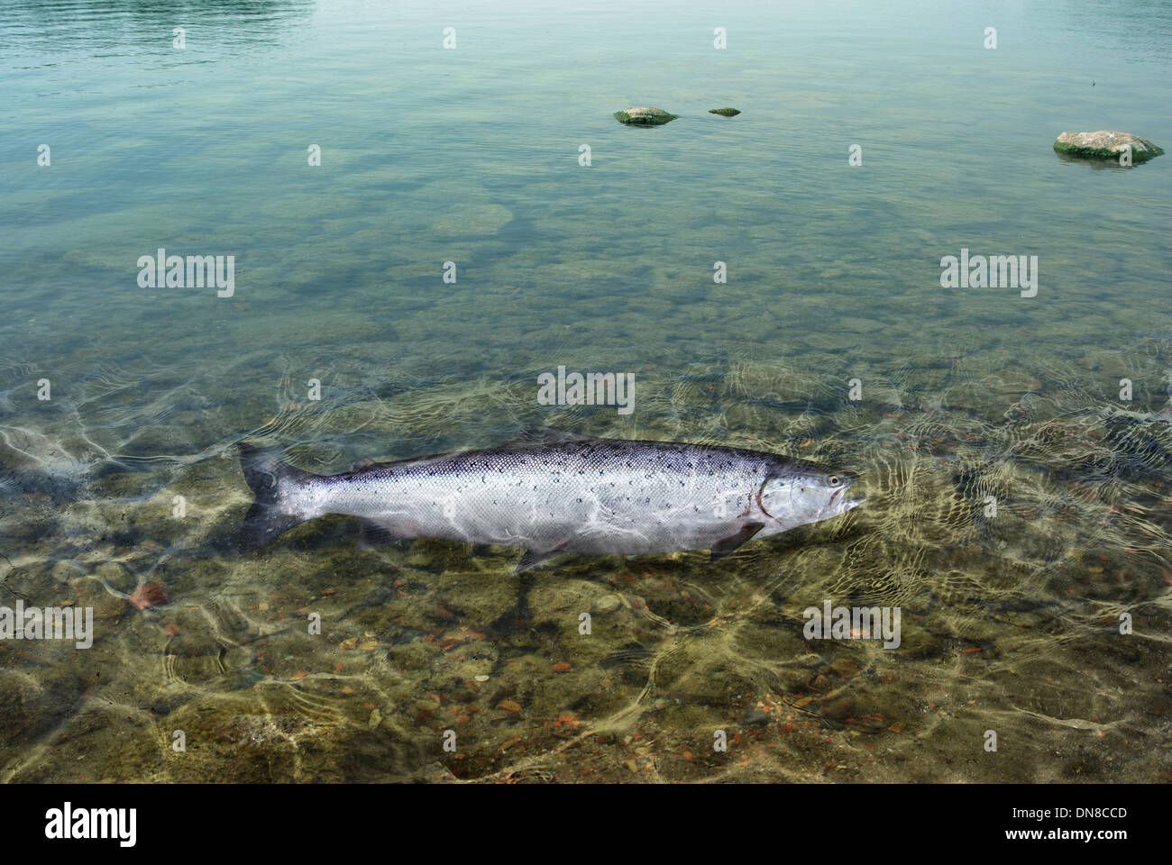long salmon on background of bottom of river Stock Photo - Alamy