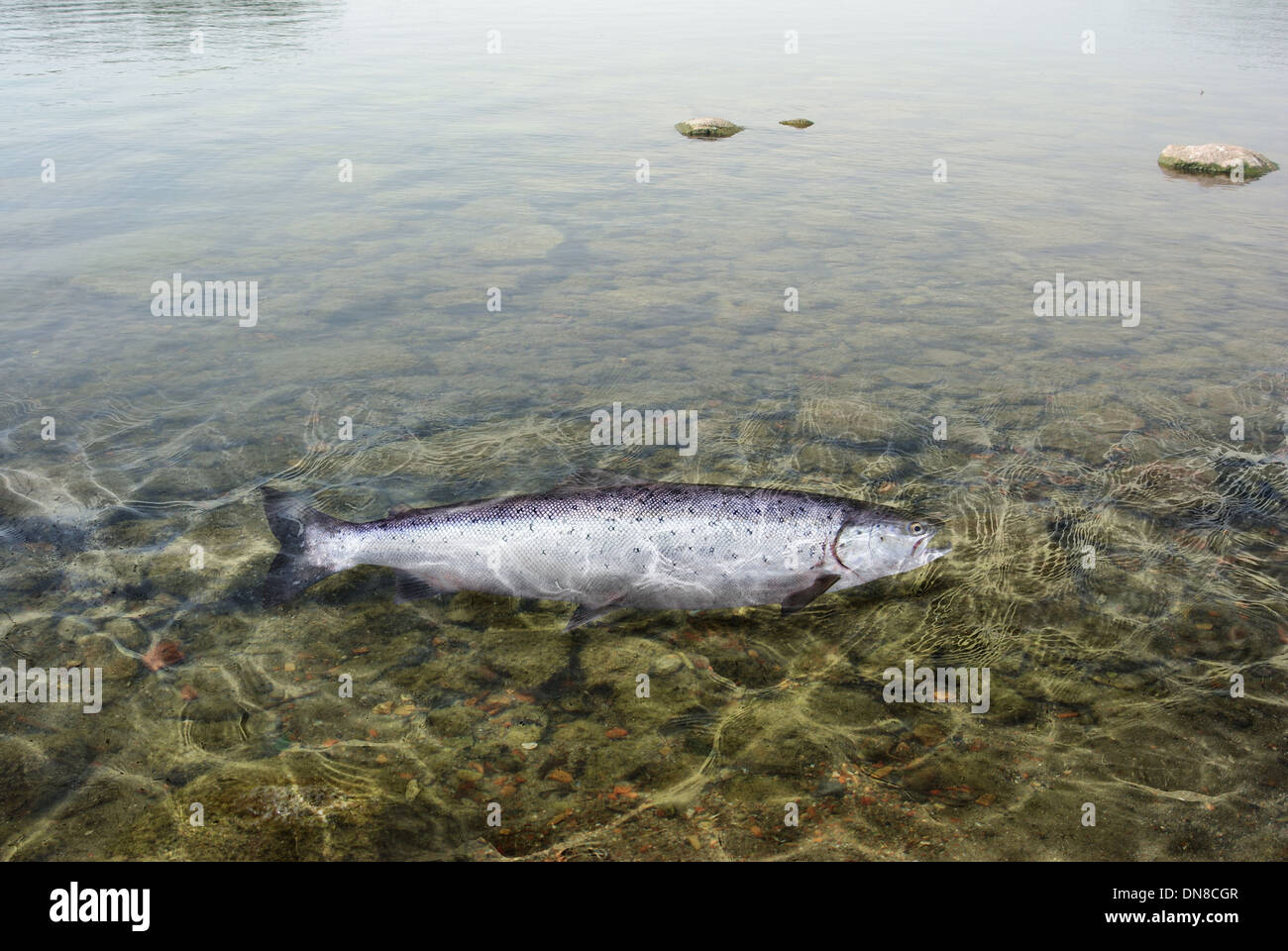 River bottom fish hi-res stock photography and images - Alamy