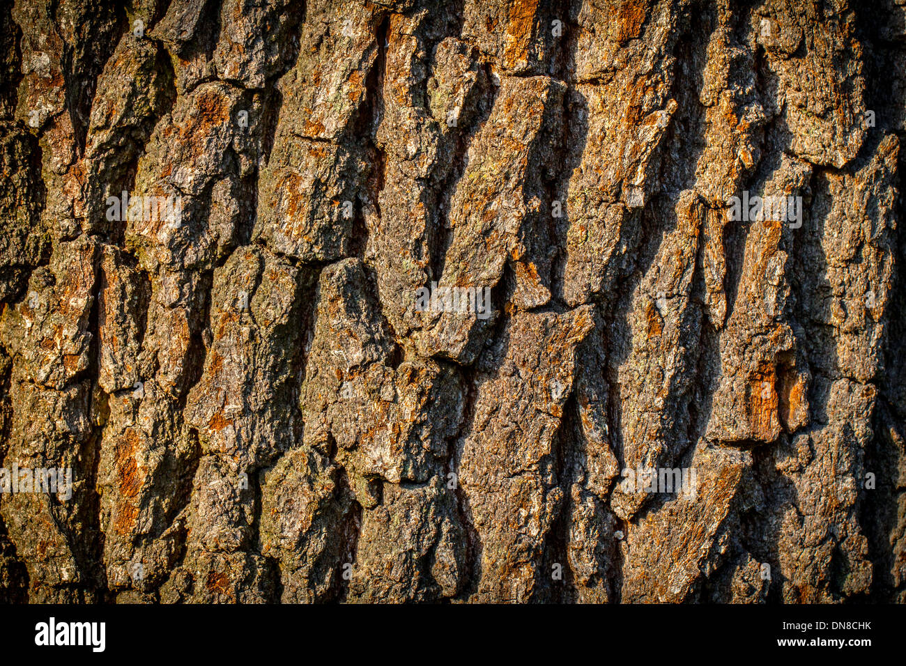 closeup of old bark background Stock Photo - Alamy
