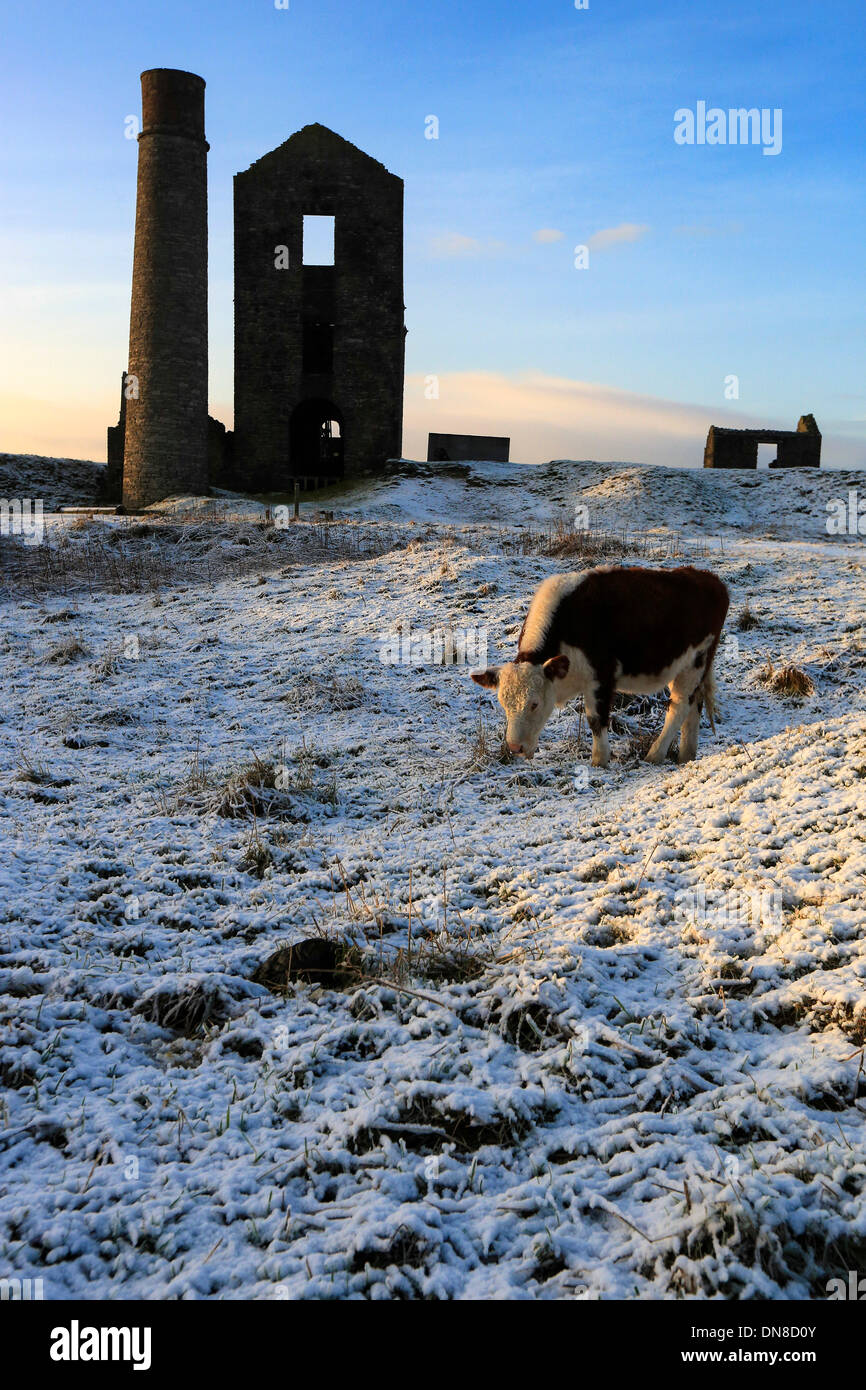 Brave magpie hi-res stock photography and images - Alamy