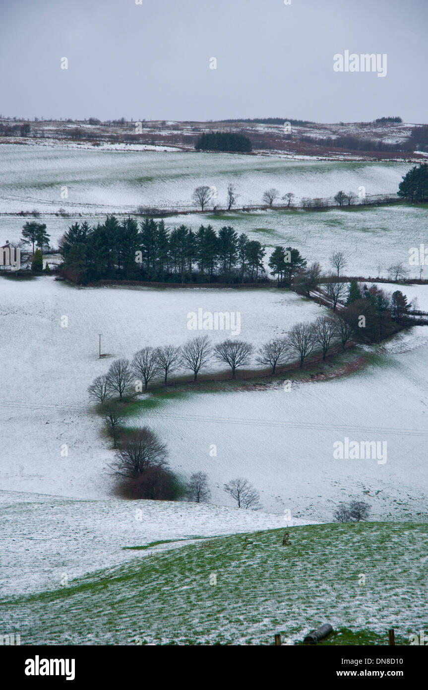 Epynt trees hi-res stock photography and images - Alamy
