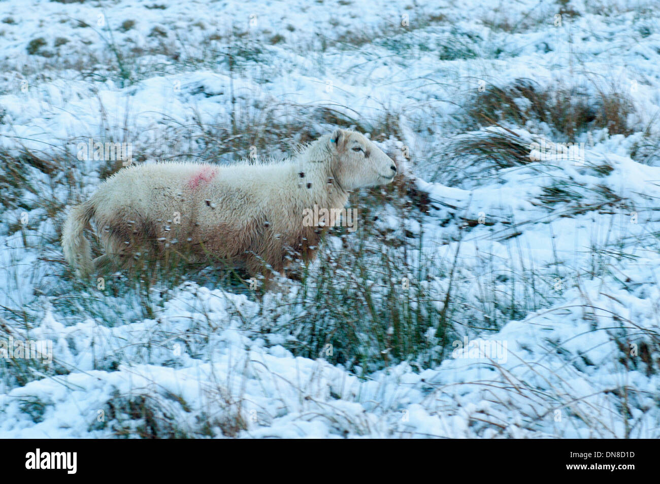 Epynt Range, Cambrian Mountains, Wales, UK. 20th December 2013. After ...