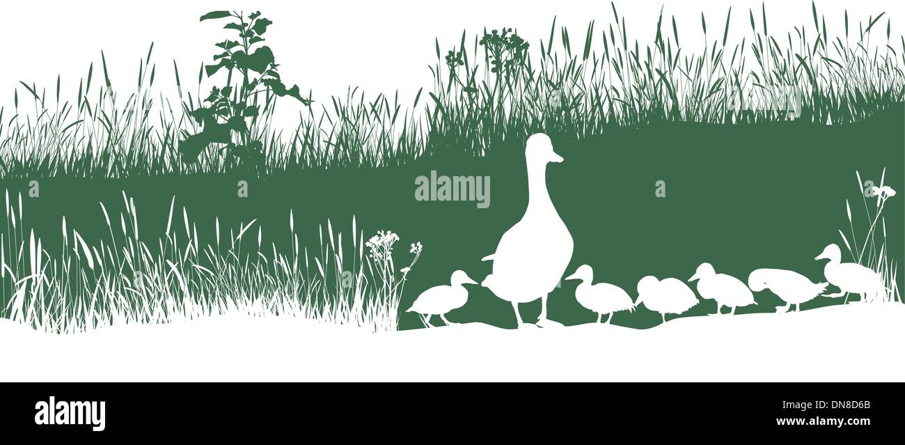 Family of duck Stock Vector Images - Alamy