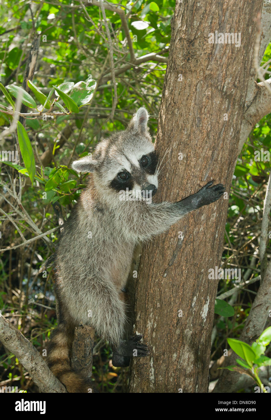 Pygmy Raccoon (Procyon pygmaeus) Critically endangered, Cozumel Island ...