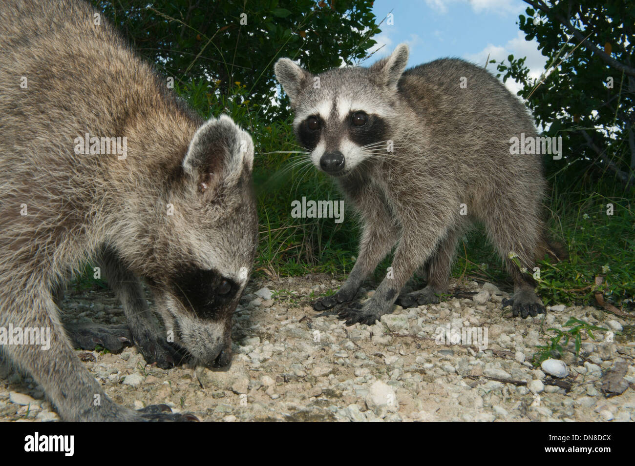 Pygmy Raccoon (Procyon pygmaeus) Critically endangered, Cozumel Island ...