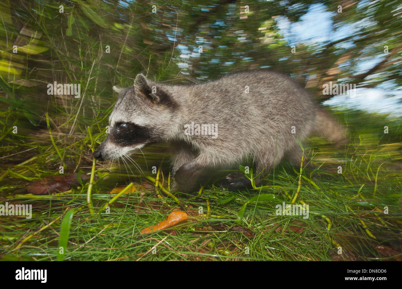 Pygmy Raccoon (Procyon pygmaeus) Critically endangered, Cozumel Island ...