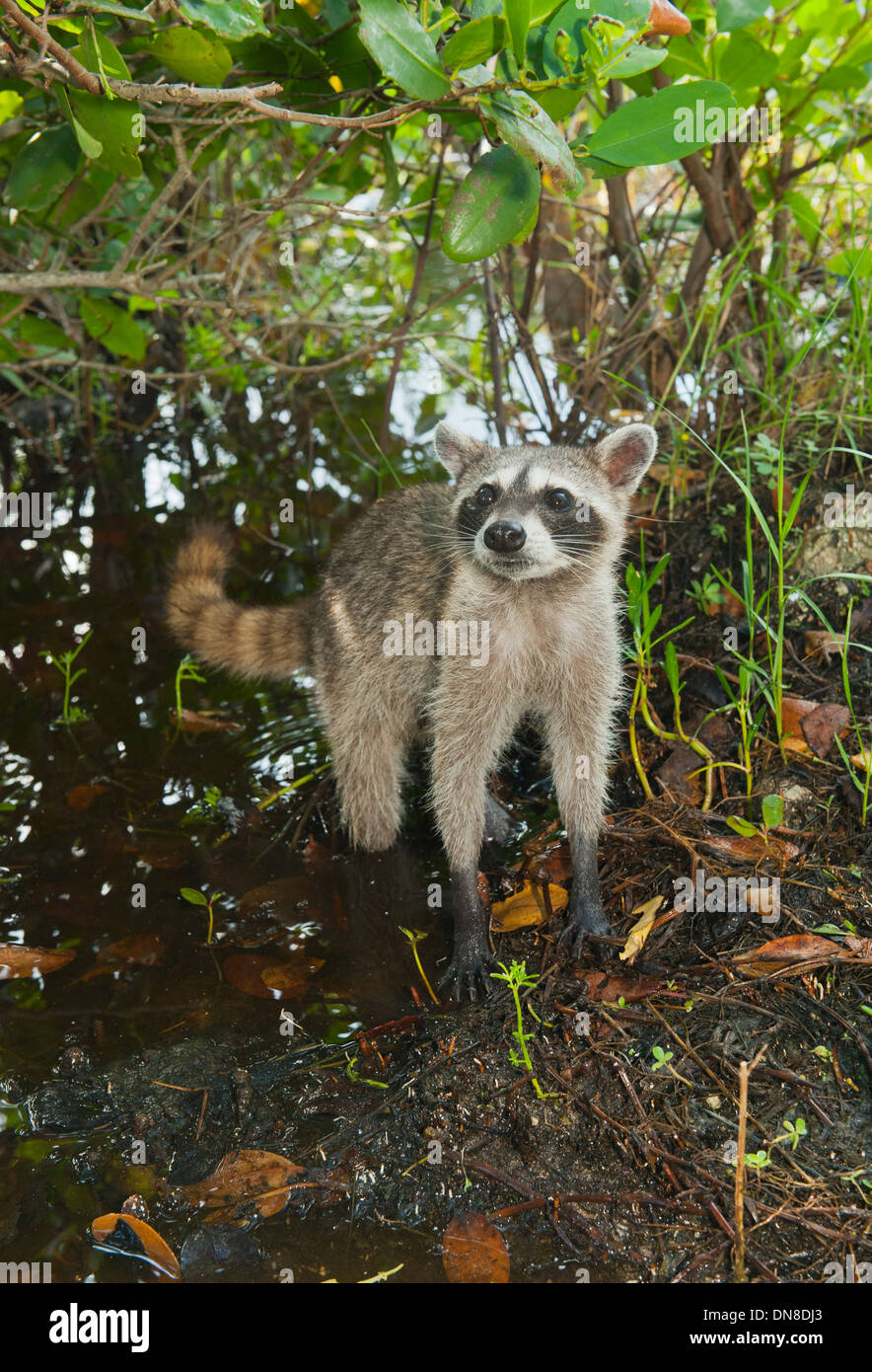 Pygmy Raccoon (Procyon pygmaeus) Critically endangered, Cozumel Island ...