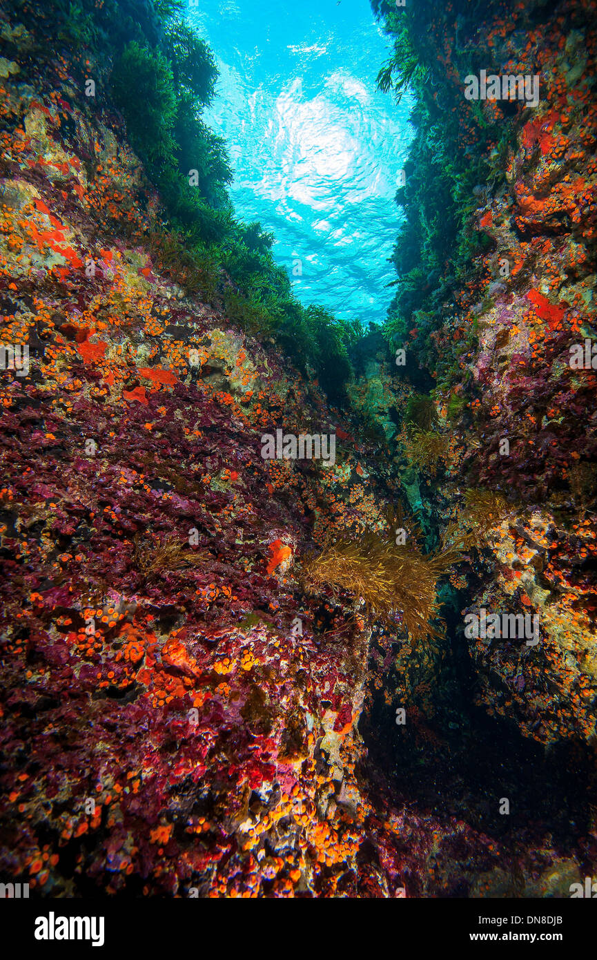 Marine life europe hi-res stock photography and images - Alamy
