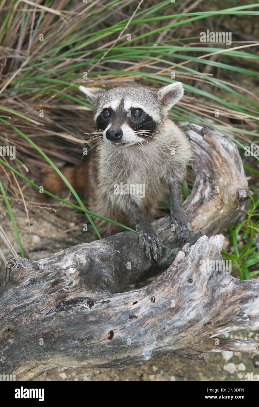 Raccoon cozumel endangered mammal hi-res stock photography and images ...
