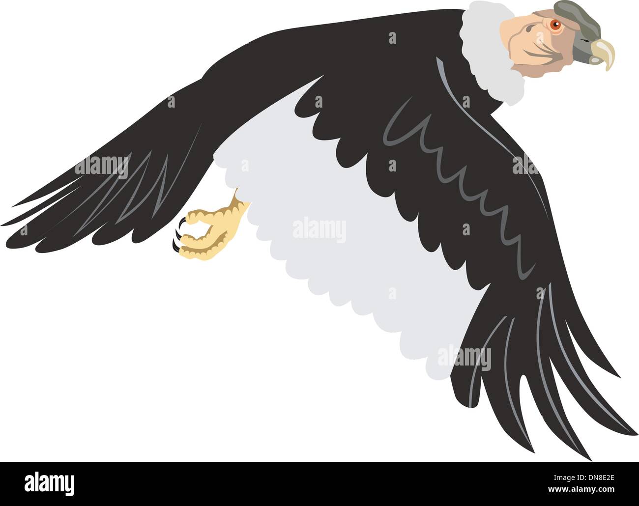 Condor in Flight Stock Vector Image & Art - Alamy
