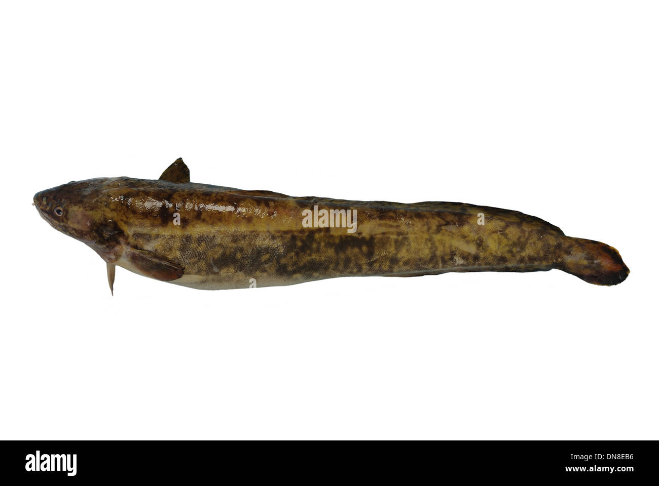 codfish on white background Stock Photo - Alamy