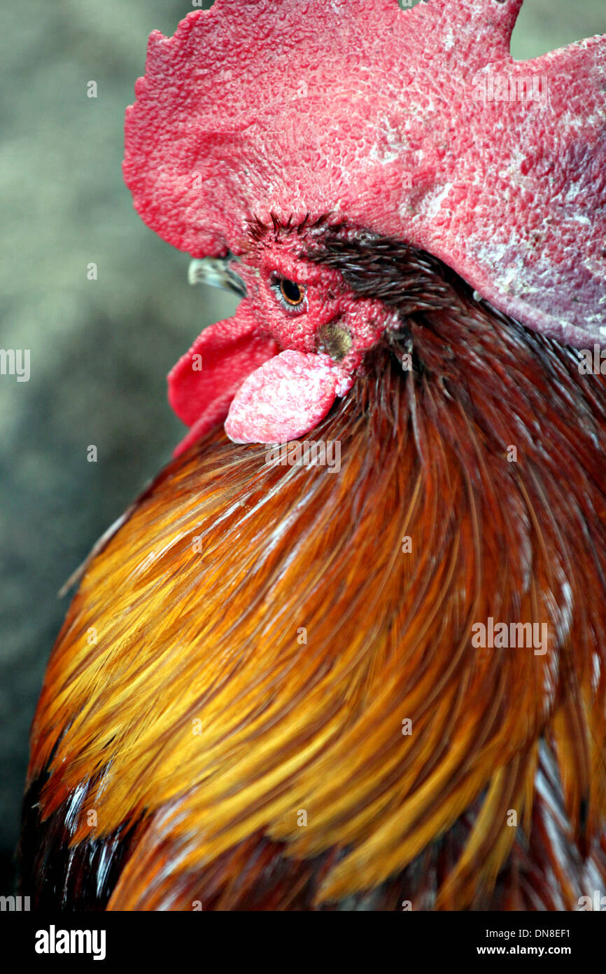 Focus The Picture face of Thailand native chickens Stock Photo - Alamy