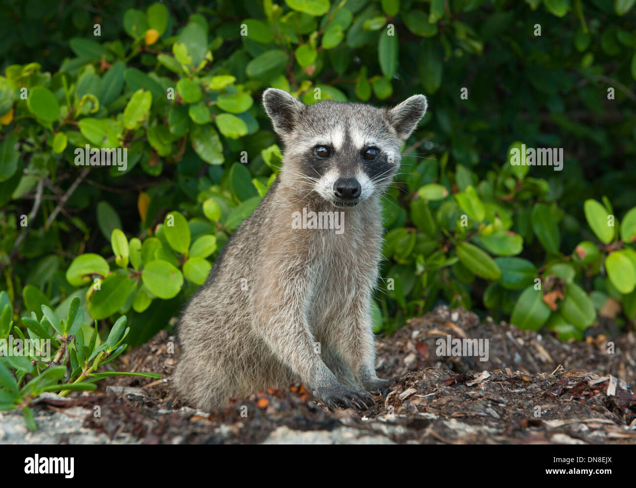 Pygmy Raccoon (Procyon pygmaeus) Critically endangered, Cozumel Island ...