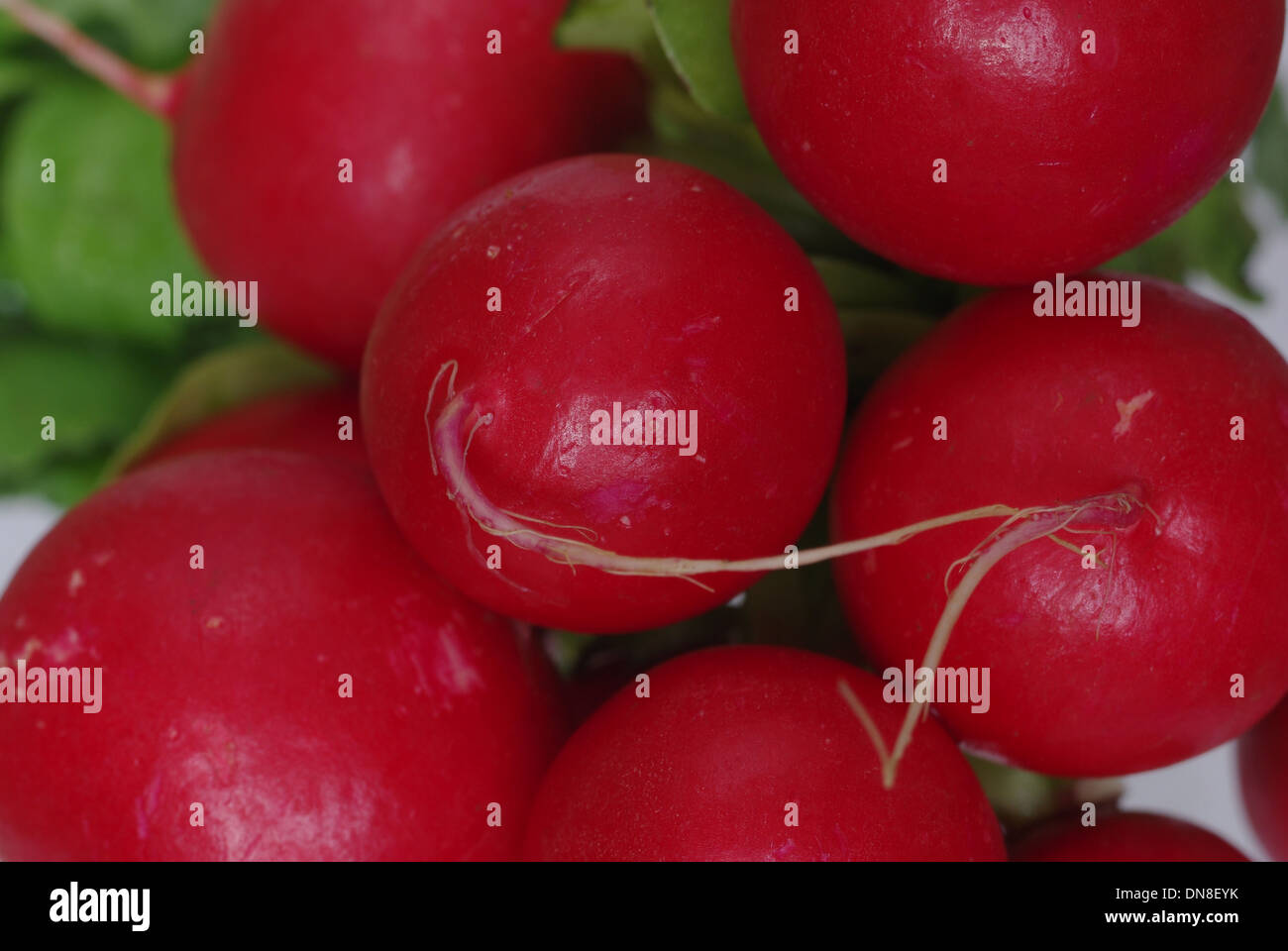 Fresh red radish from hi-res stock photography and images - Alamy