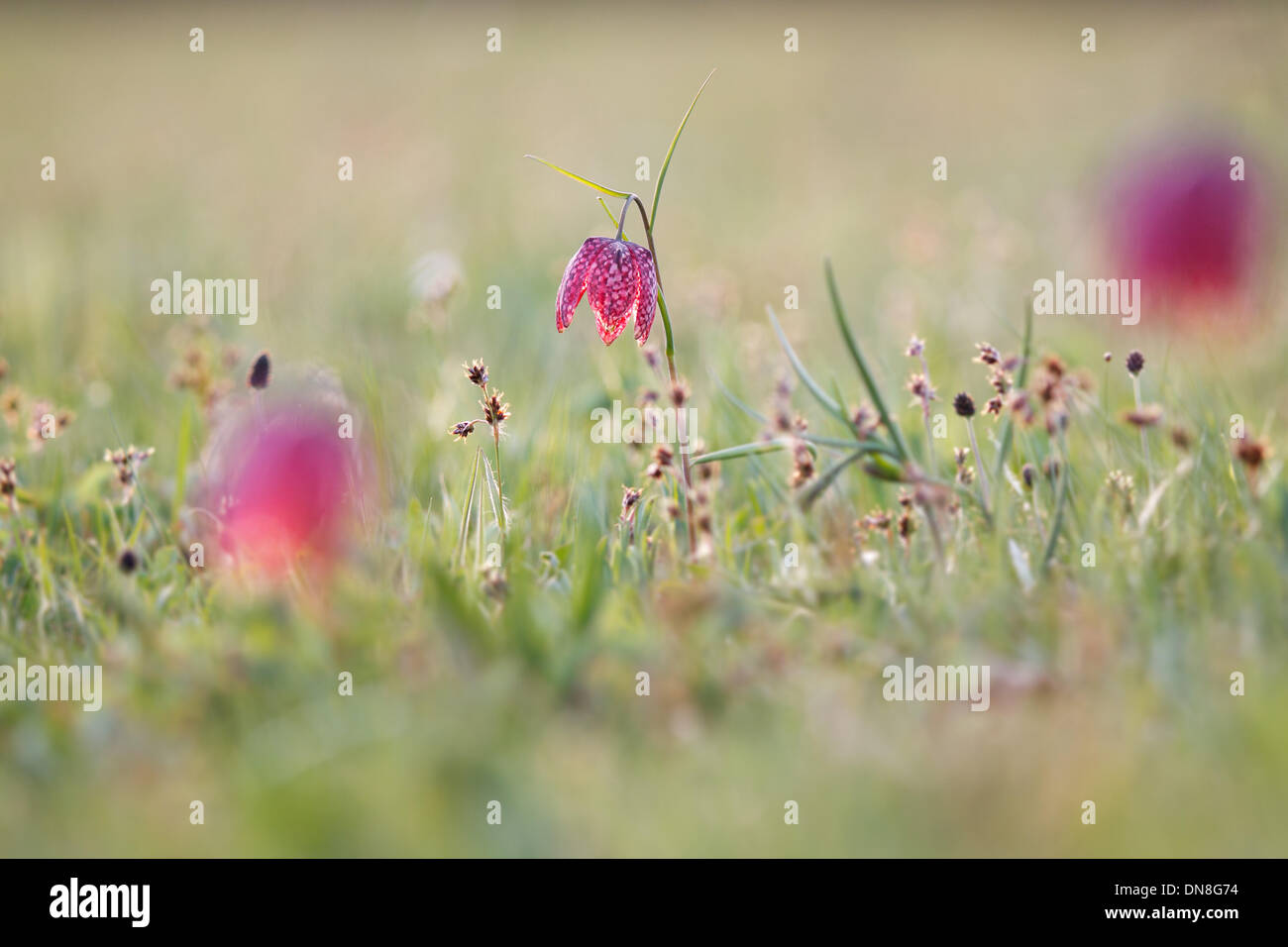 Chess flowers hi-res stock photography and images - Alamy