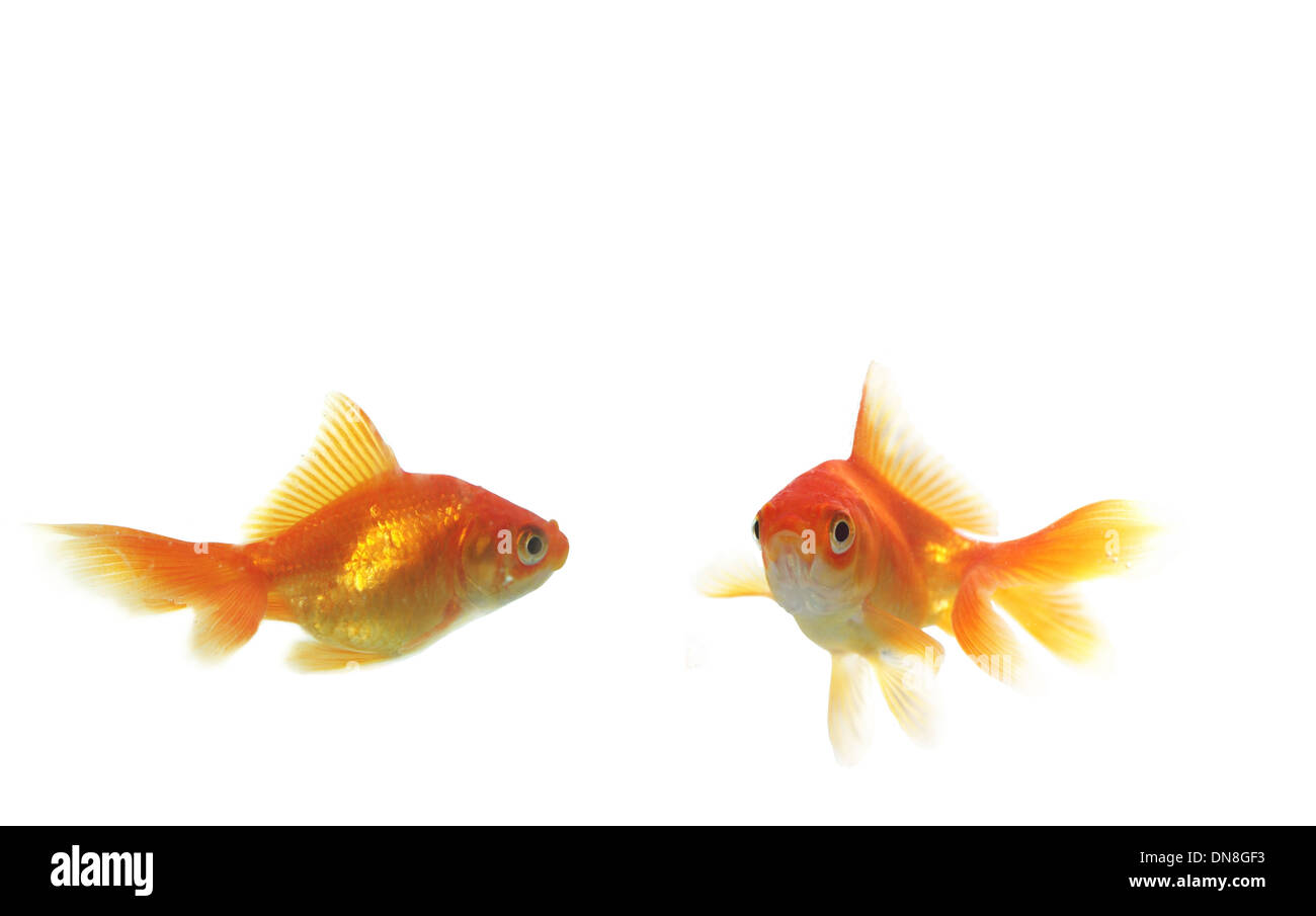 two gold fish isolated on white background Stock Photo - Alamy
