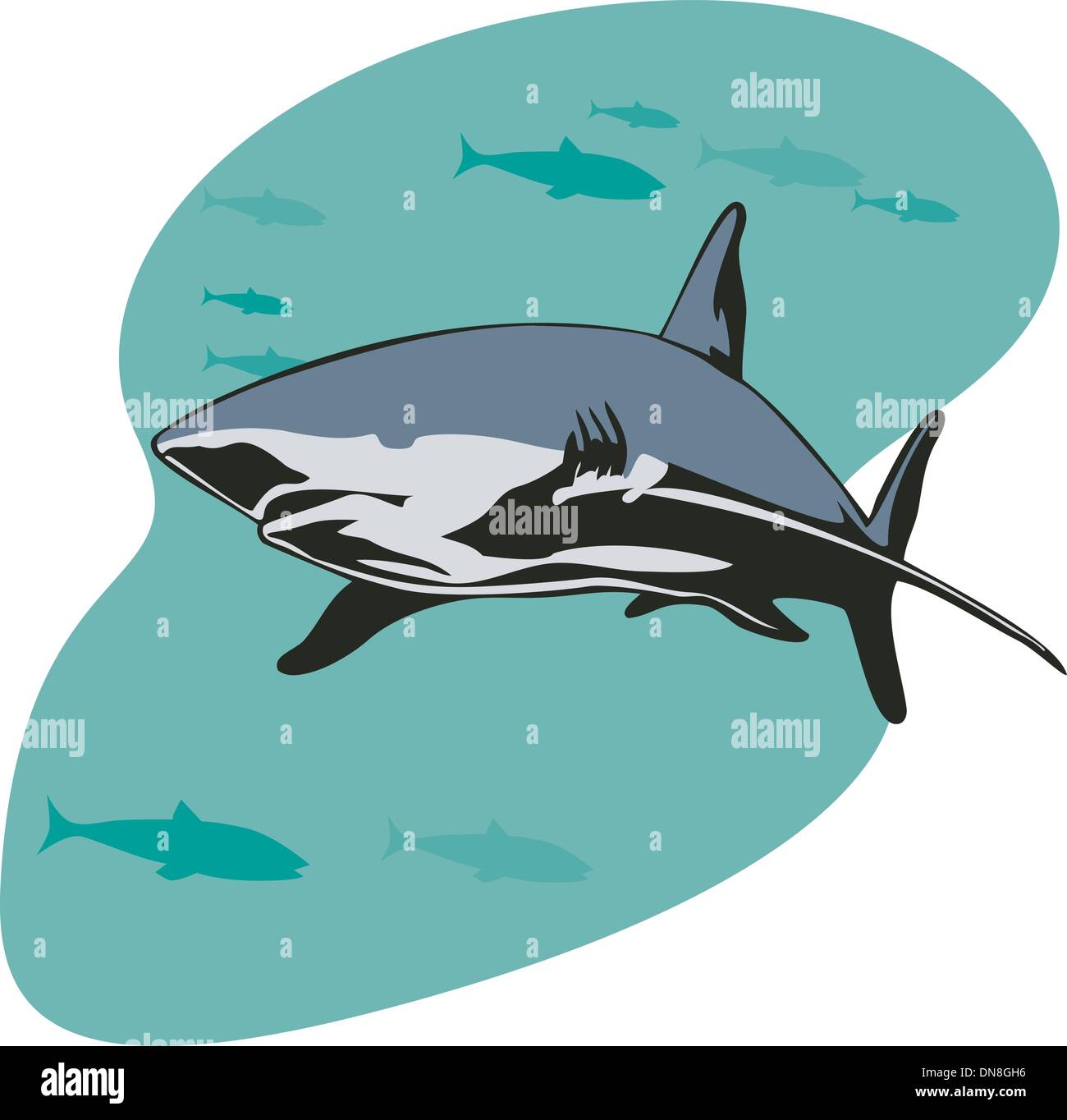 Shark Swimming Front View Stock Vector Image & Art - Alamy