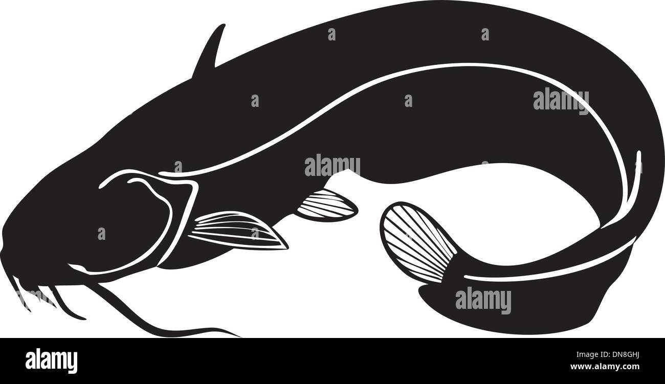 Black catfish hi-res stock photography and images - Alamy