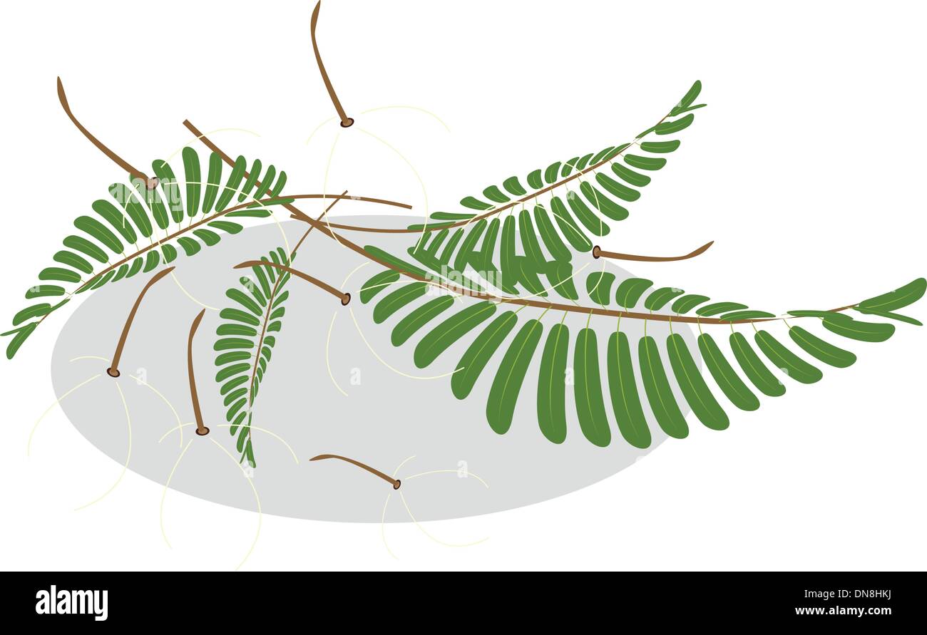 Fresh white indian raw Stock Vector Images - Alamy