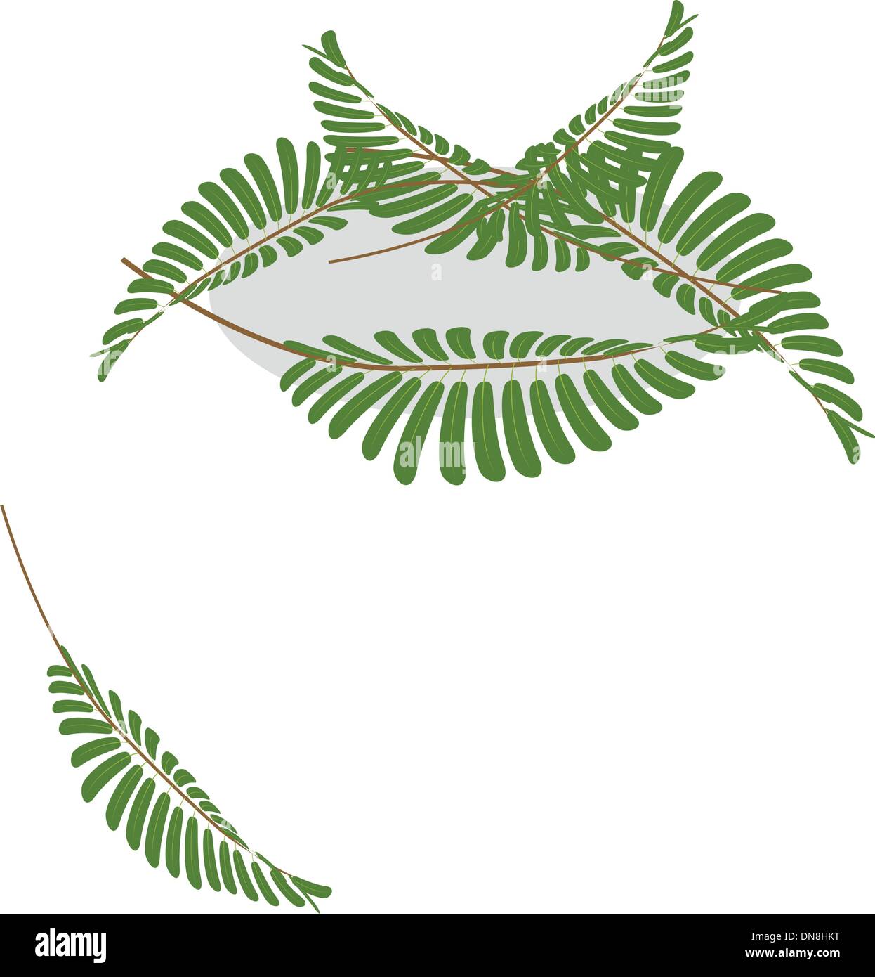 Tamarind vector hi-res stock photography and images - Alamy