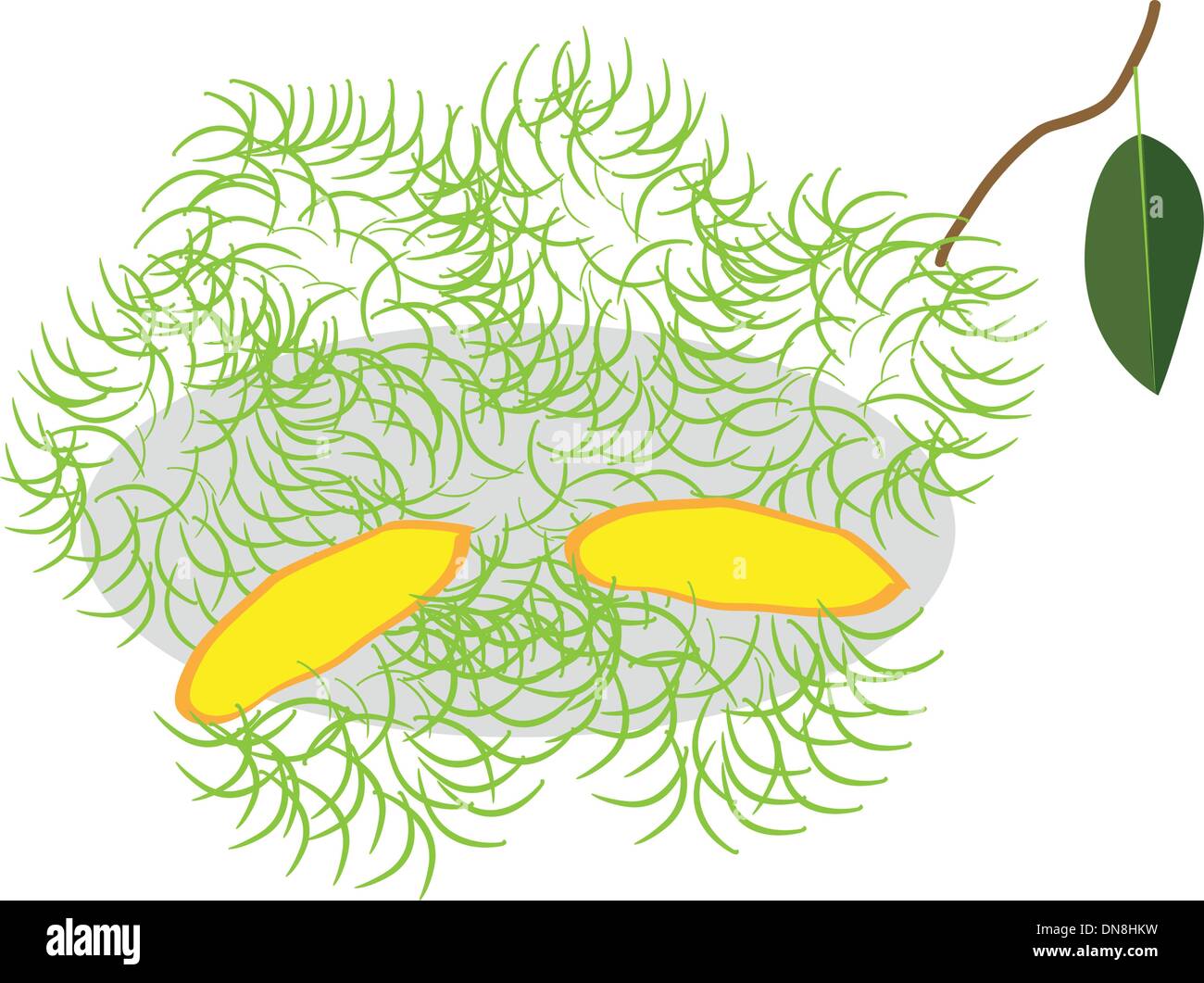Rambutan harvest Stock Vector Images - Alamy