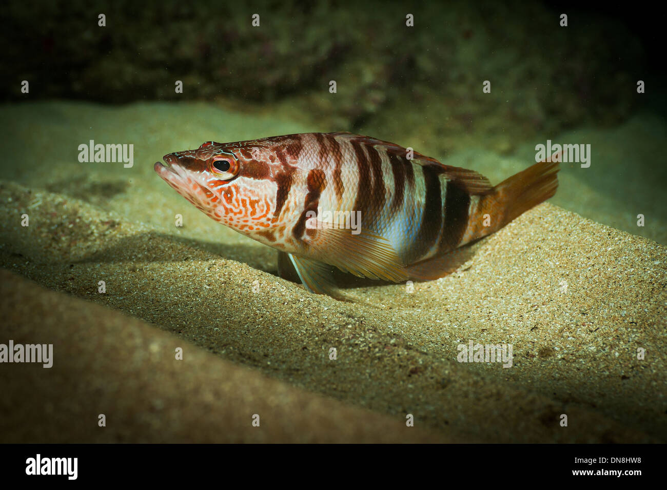 Comber hi-res stock photography and images - Alamy