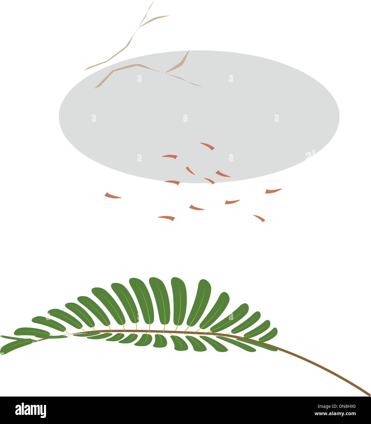 Seed pod Stock Vector Images - Alamy