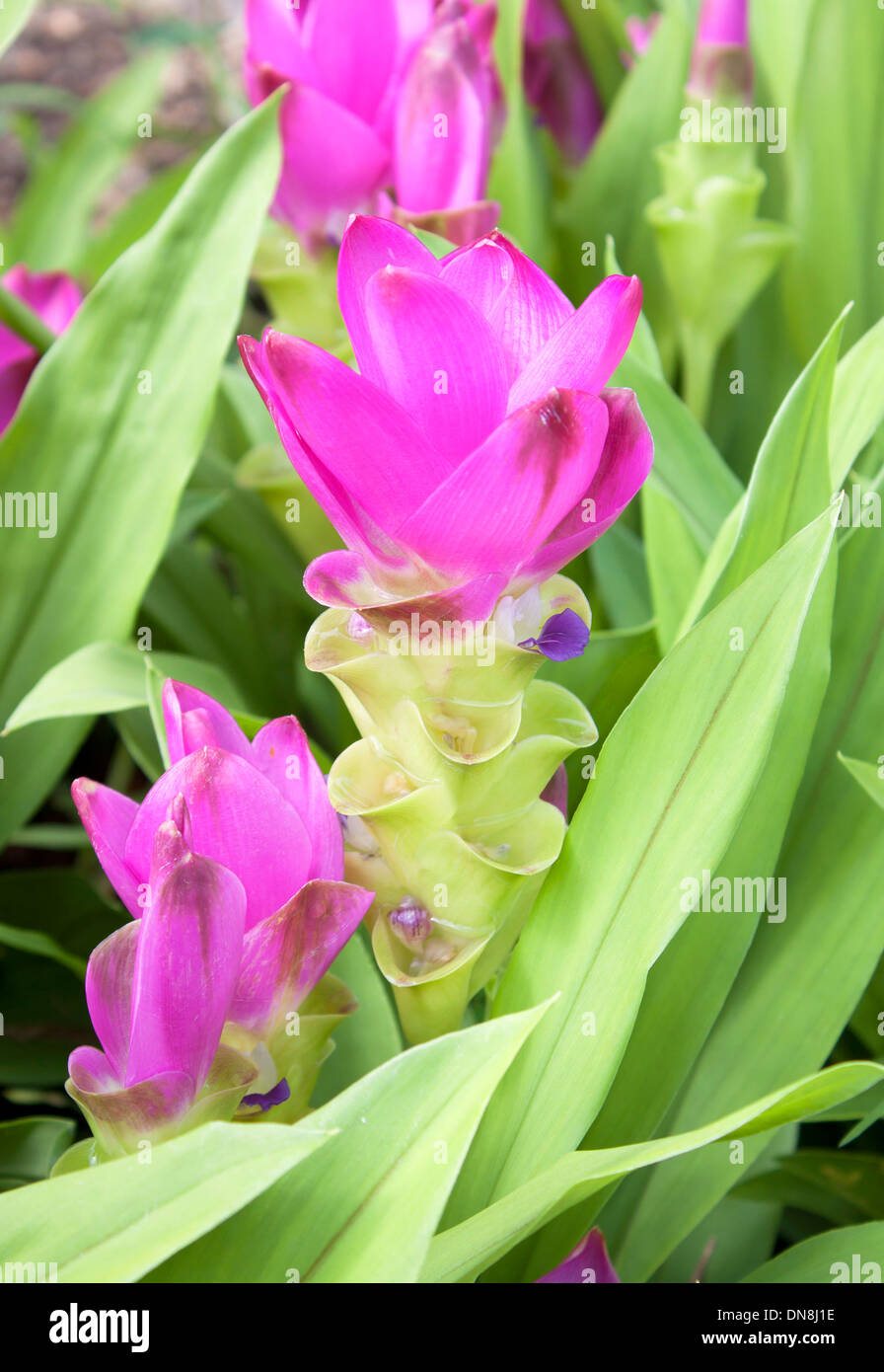 garden flowers blooming curcuma alismatifolia green nature Stock Photo ...
