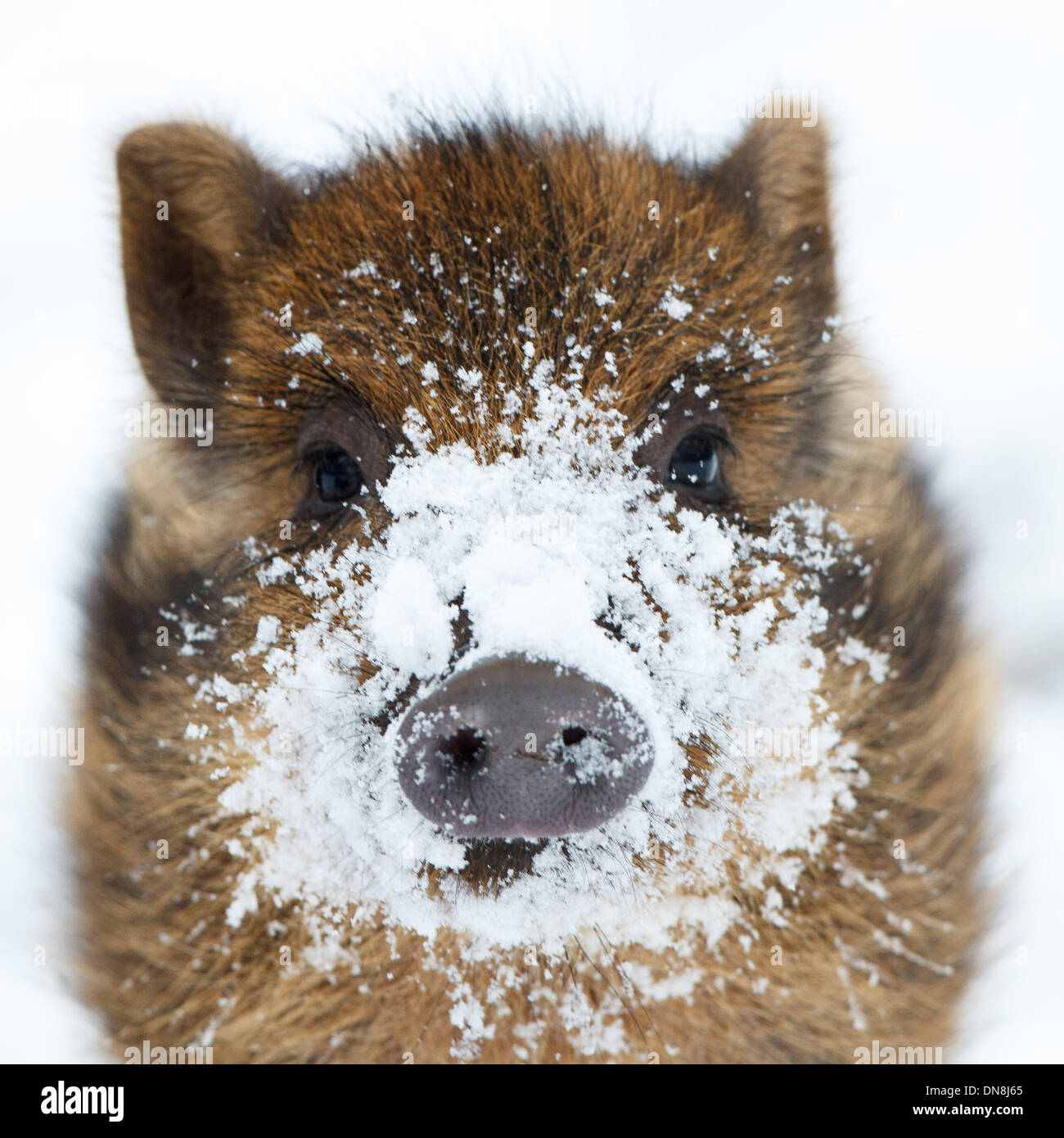 A young wild boar is in winter in the snow in search of food. His snout ...