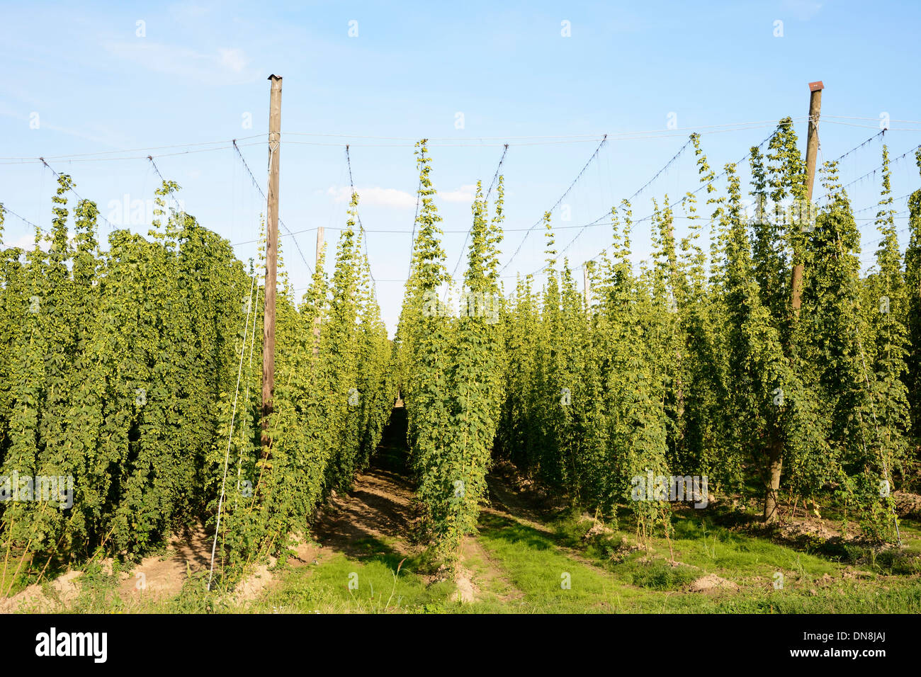 Growing Hops High Resolution Stock Photography and Images - Alamy