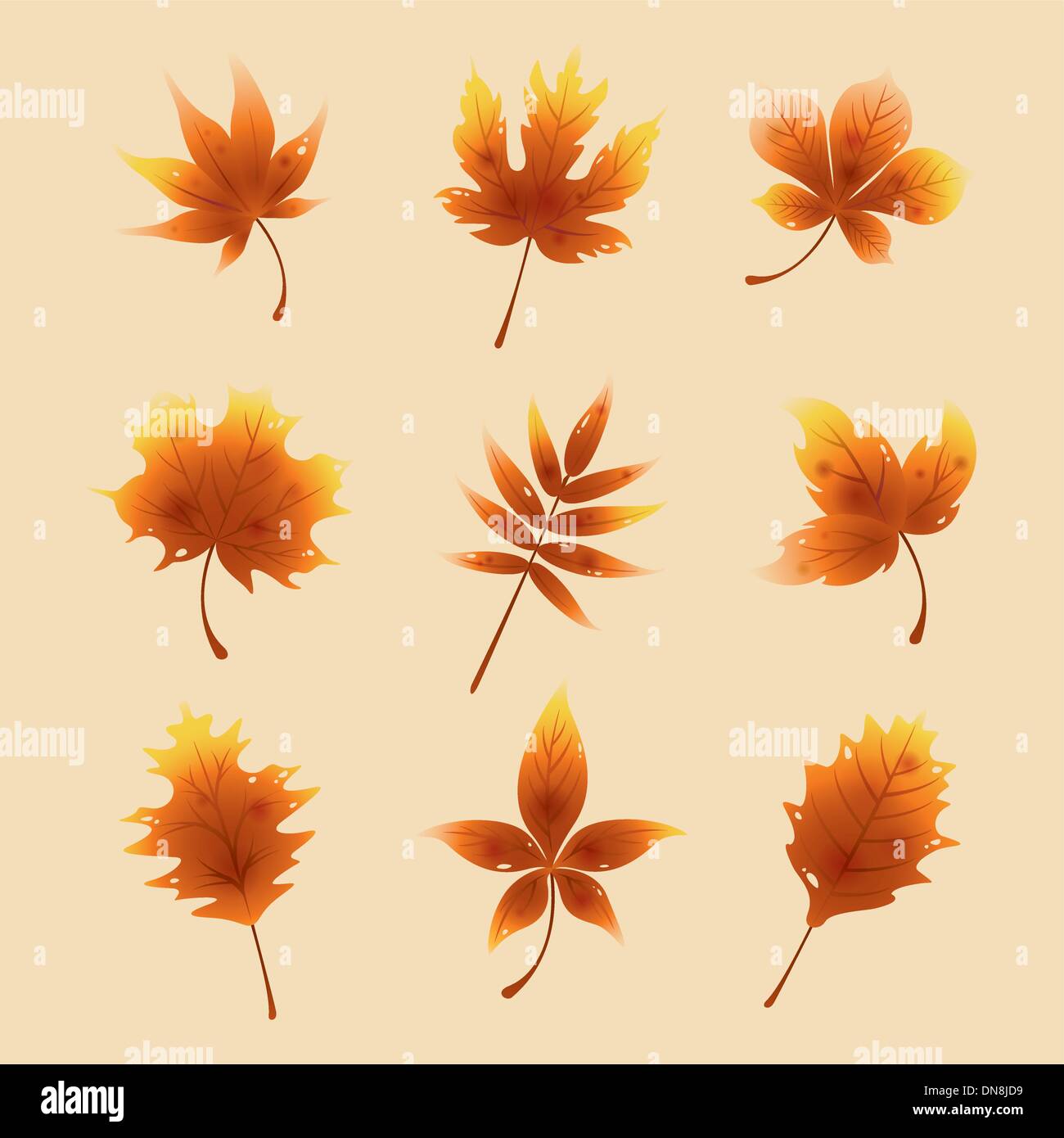Maple'' Stock Vector Images - Alamy