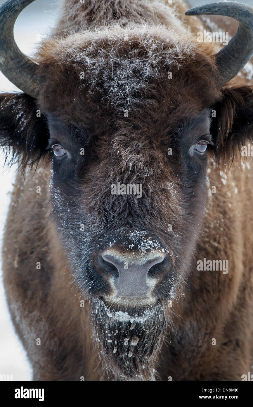 The Wisent or European Bison (Bison bonasus) is wild animal of the year ...
