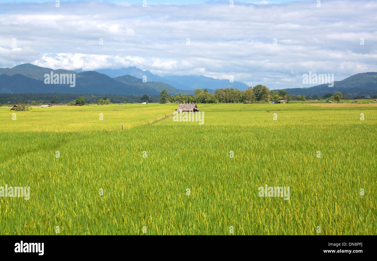 Yellow rice harvest season hi-res stock photography and images - Alamy