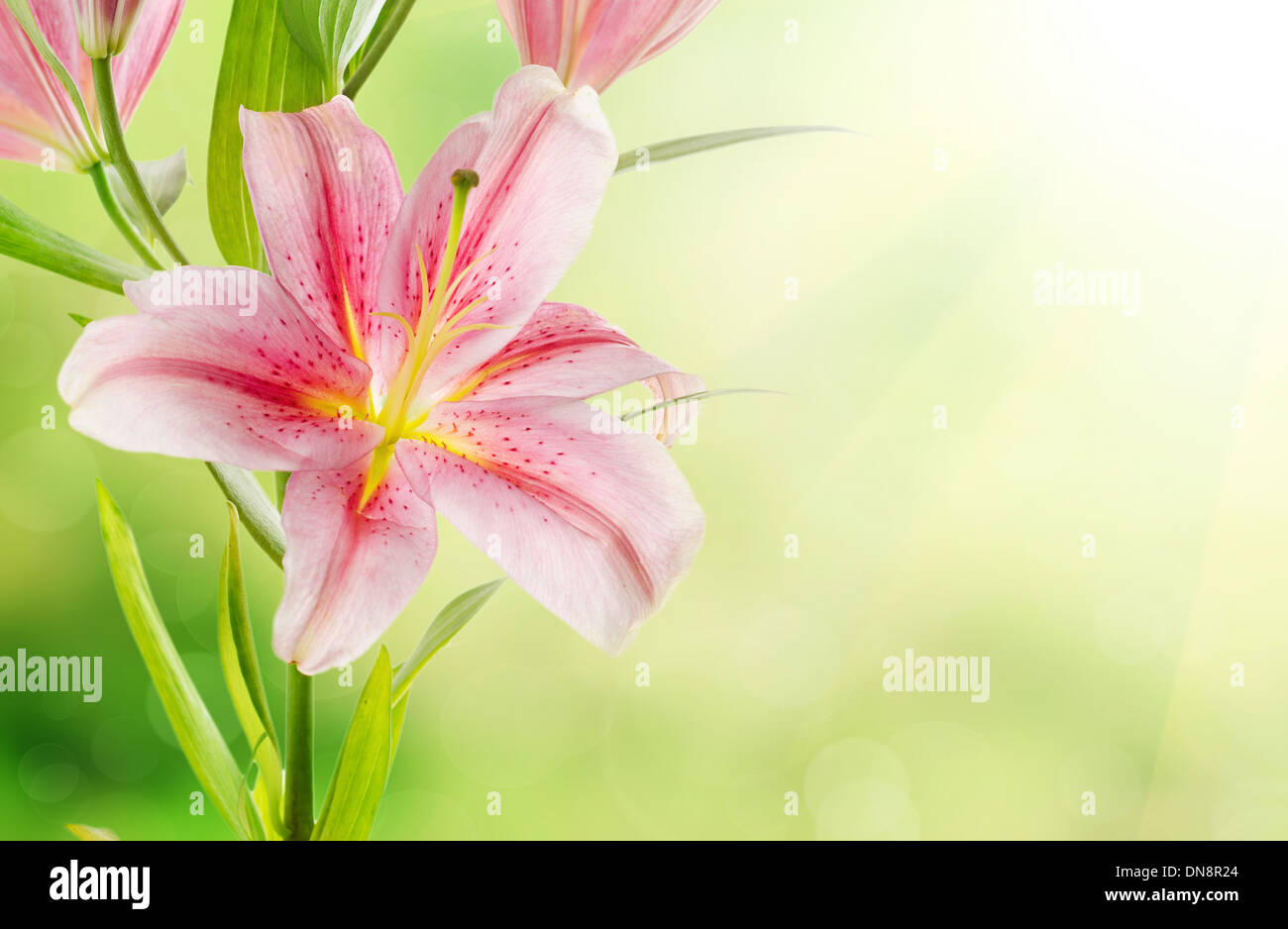 Pink lilies background Stock Photo - Alamy
