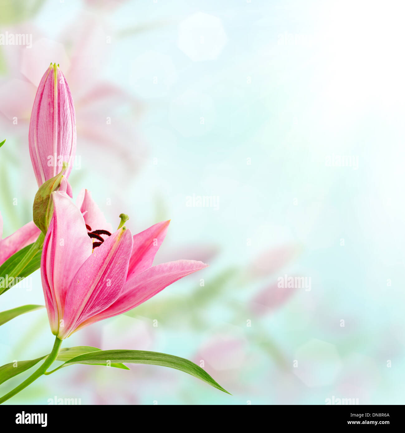 Pink lilies background Stock Photo - Alamy